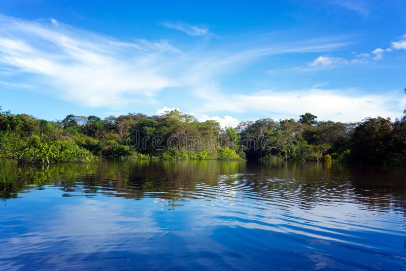 Paisaje Hermoso Del Amazonas Foto de archivo - Imagen de arbusto ...