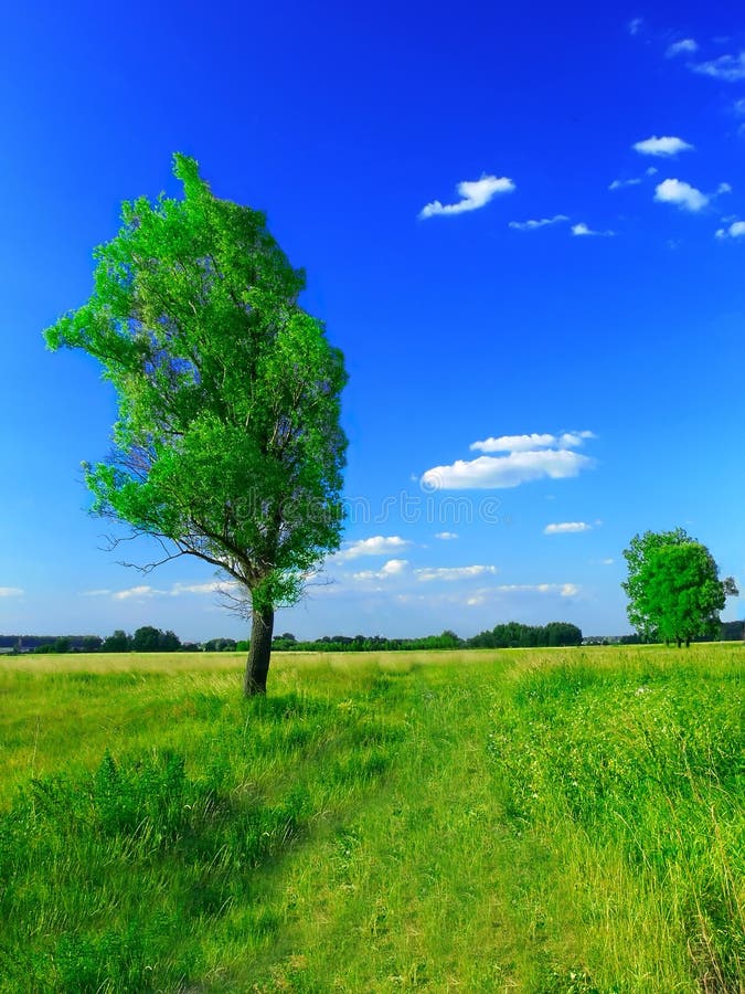 Paisaje hermoso del verano foto de archivo. Imagen de parque - 2166228