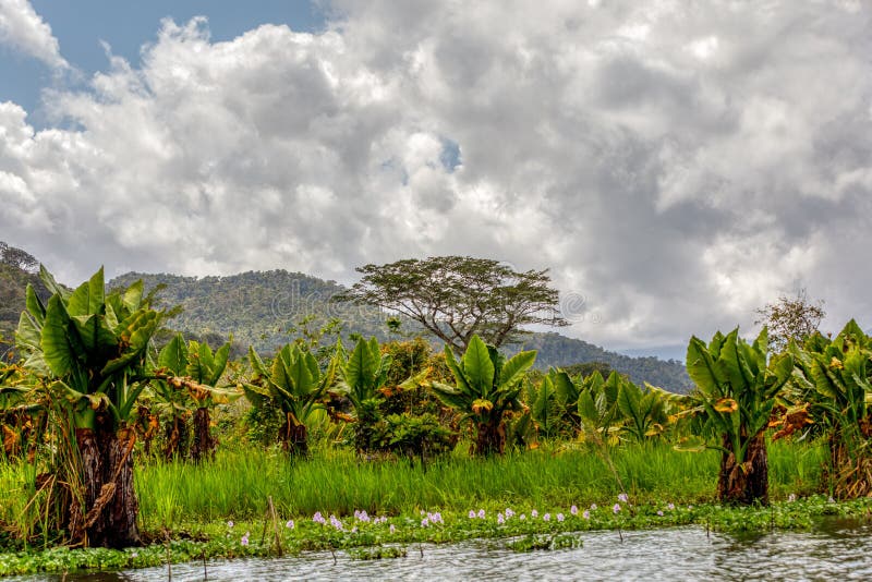 Paisaje Natural Tradicional De Madagascar Foto de archivo - Imagen de ...