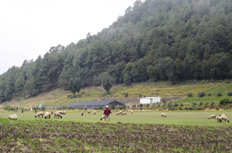Paisaje rural en México fotografía editorial. Imagen de hombre - 98273357