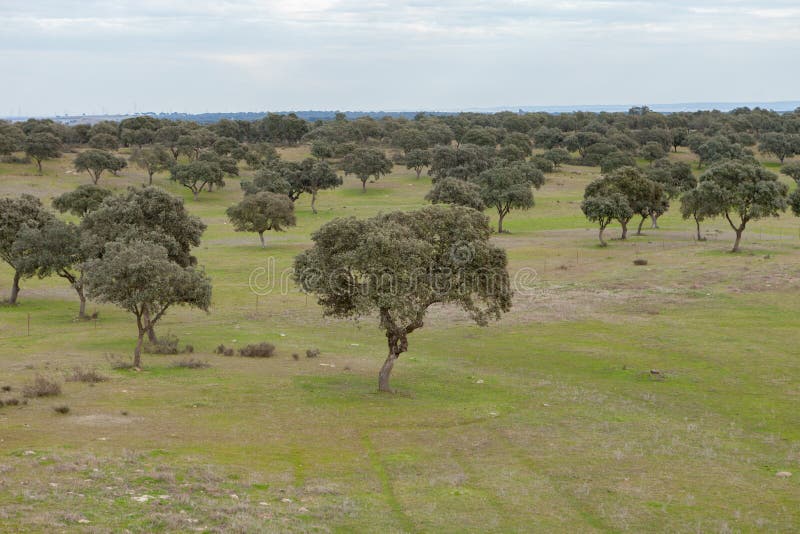 Encinas y reposo de aves imagen de archivo. Imagen de exterior - 203419765