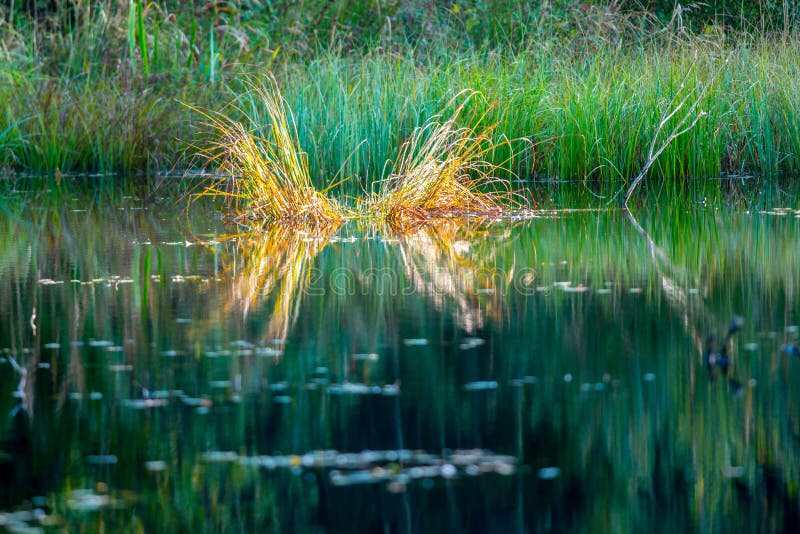 Pantano en el verde. foto de archivo. Imagen de musgo - 26206626
