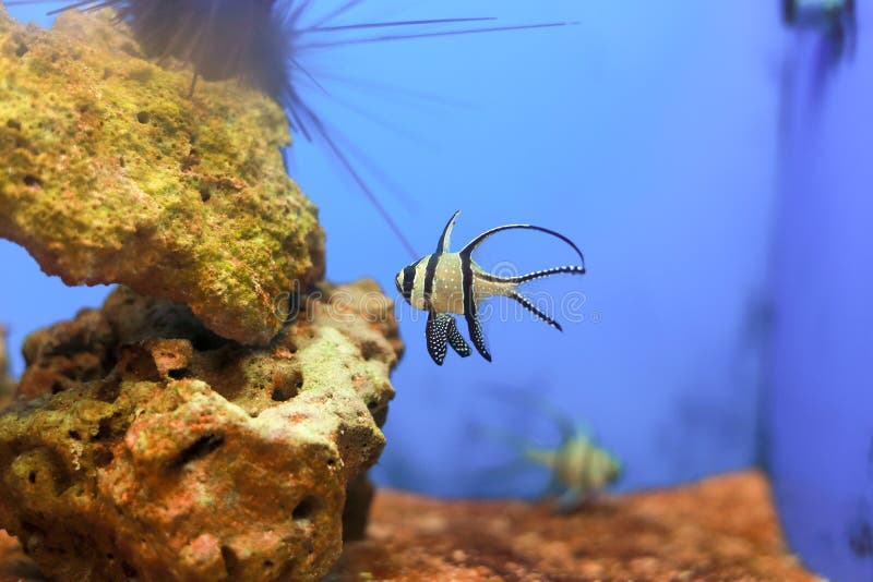 Pajama cardinal fish stock image. Image of ocean, wildlife - 71700003