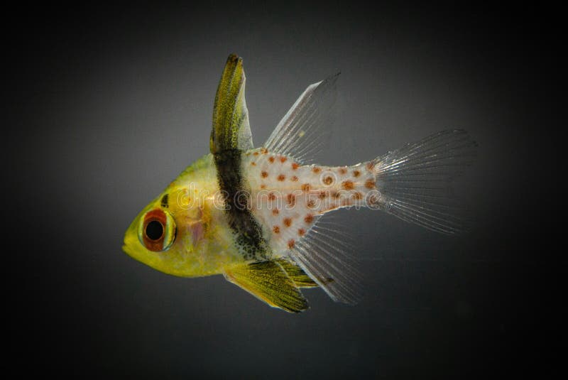 Pajama cardinal fish stock photo. Image of closeup, wild - 92779636