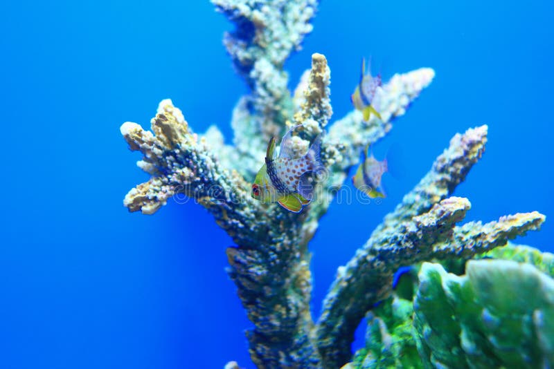 Pajama Cardinalfish stock image. Image of bottoms, black - 58481267