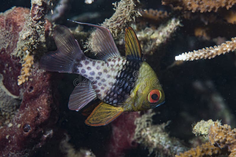 Pajama Cardinalfish Sphaeramia Nematoptera Stock Photo - Image of fish ...