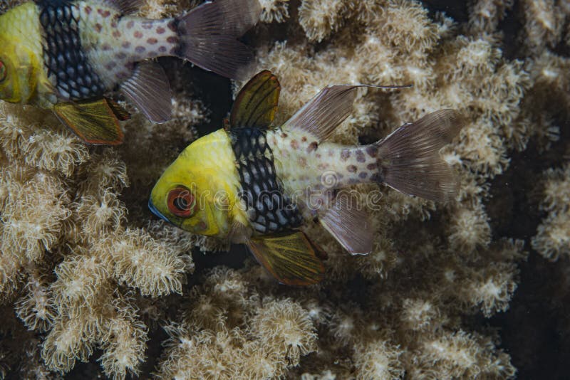 Pajama Cardinalfish Sphaeramia Nematoptera Stock Image - Image of ...