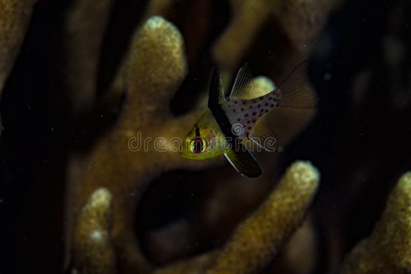 Pajama Cardinalfish Sphaeramia Nematoptera Stock Image - Image of ...