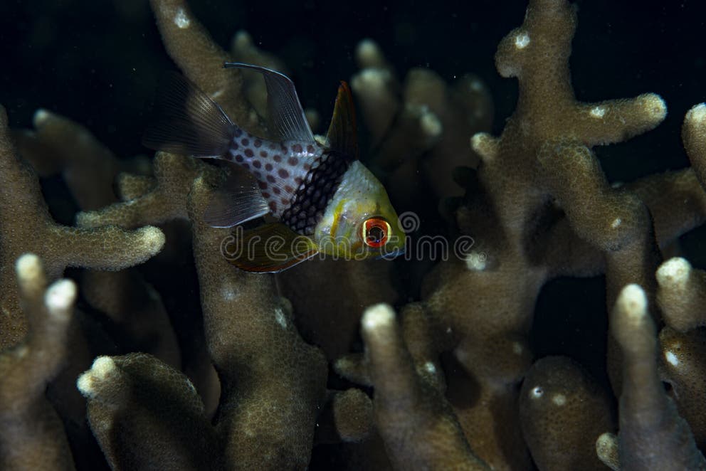 Pajama Cardinalfish Sphaeramia Nematoptera Stock Image - Image of ...