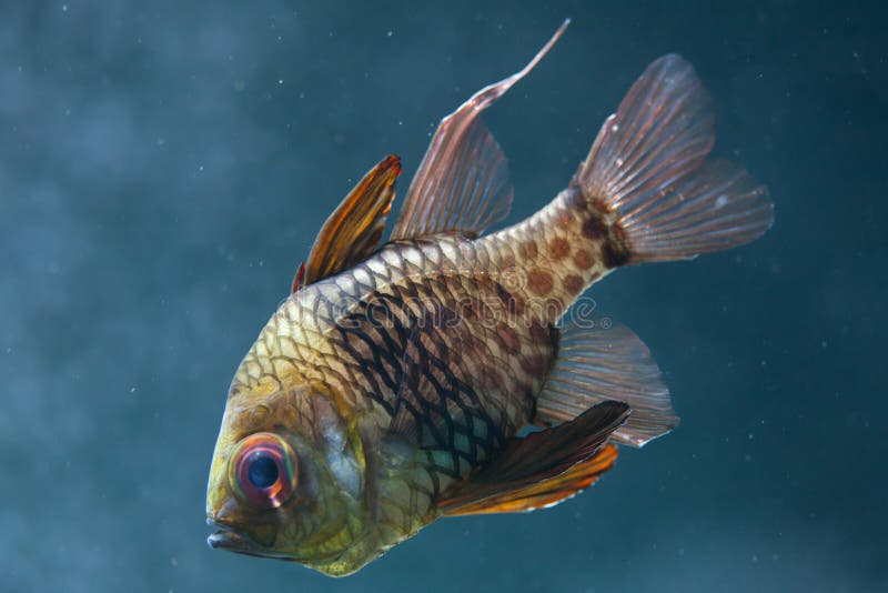Pajama Cardinalfish Sphaeramia Nematoptera Stock Photo - Image of reef ...