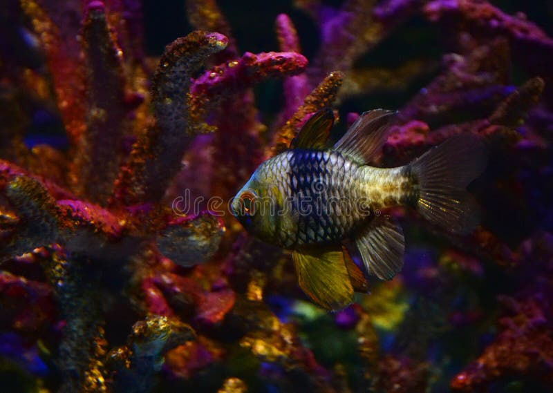 Pajama cardinalfish stock image. Image of saltwater, cardinal - 68951085