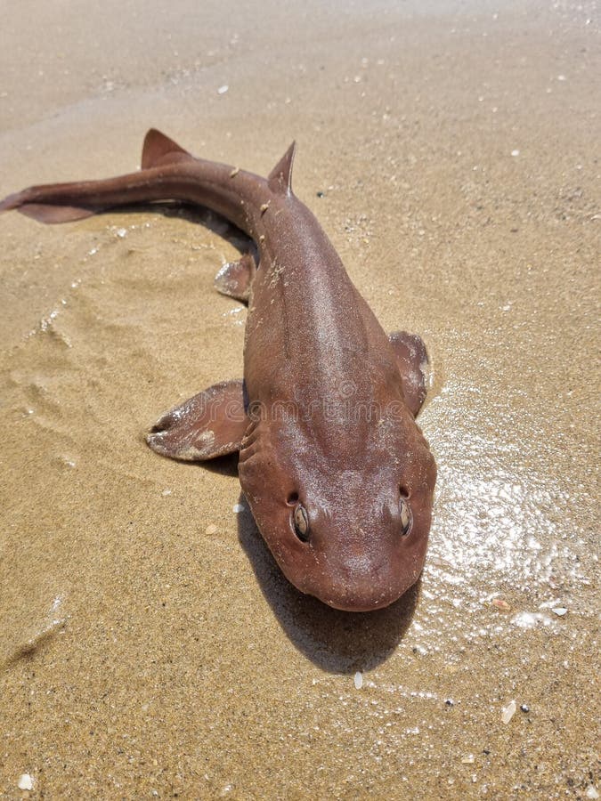 A Pajama Shark stock image. Image of amphibian, mammal - 230803239