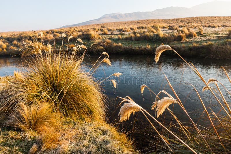 Pajonales gold stock photo. Image of river, flow, ecuador - 76388030