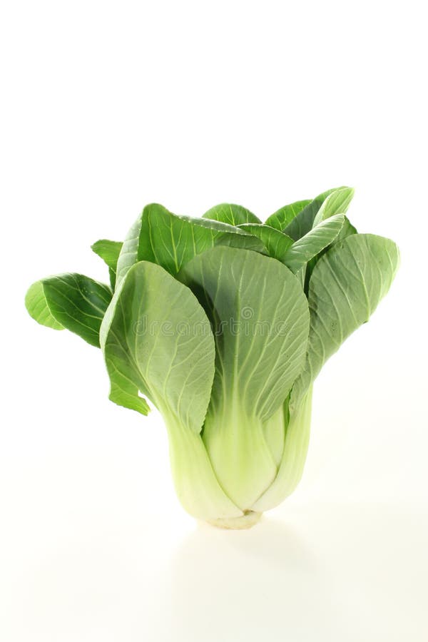 Pak Choi stock photo. Image of culinary, chinese, closeup - 34988338