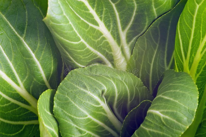 Pak Choi stock photo. Image of shanghai, healthy, paak - 3798000