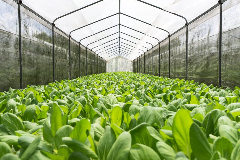 Pak Choi stock photo. Image of greenhouse, fresh, vegetable - 32314236