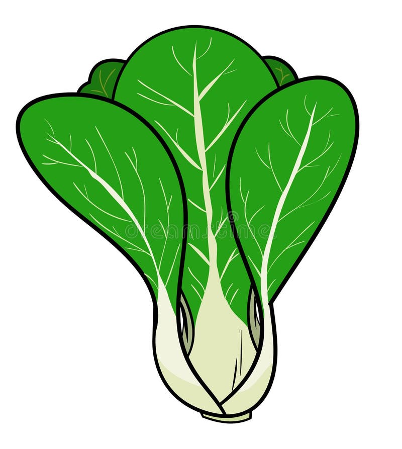 Pak-Choi (couve chinesa) ilustração do vetor. Ilustração de ...