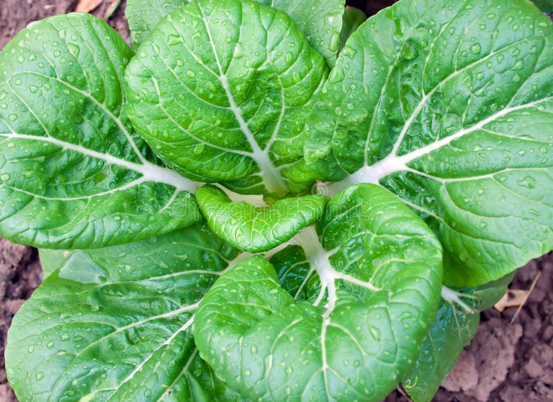 Pak Choi plant stock image. Image of choy, leaf, chard - 22246755