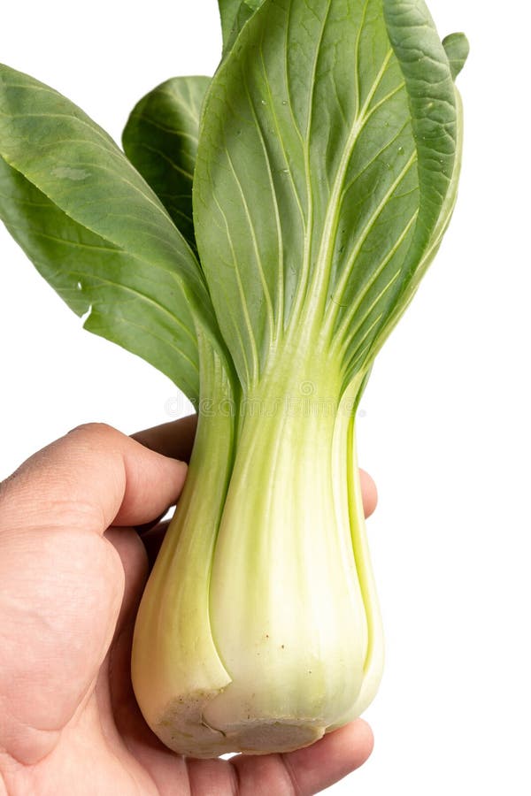 Pak Choi Vegetables Isolated Above White Background Stock Photo - Image ...