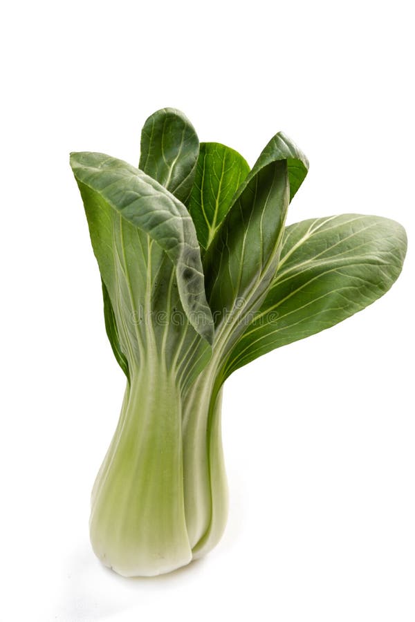 Pak Choi S Vegetables Plant with Hidroponic Metode Stock Photo - Image ...