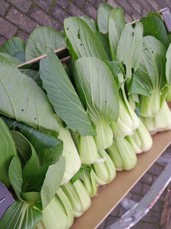 Pak Choy or Bok Choy Chinese Cabbage Vegetable. Stock Image - Image of ...