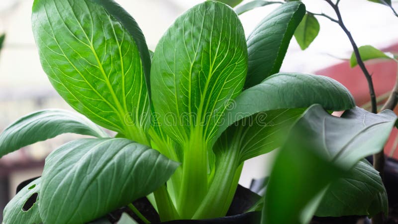 Pak Choy or Bok Choy or Chinese Cabbage Stock Image - Image of jungle ...