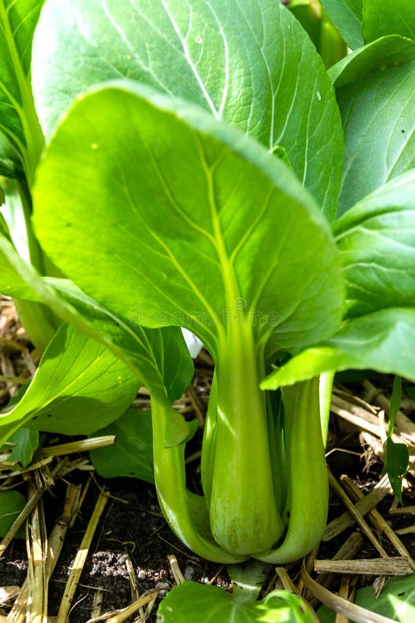 Pak choy cabbage growing stock photo. Image of countryside - 119170632