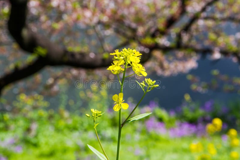 Pak choy flower stock image. Image of close, cutting - 54432087