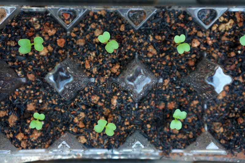 Pak Choy Seeds Begin Grow Former Egg Container Stock Photos - Free ...