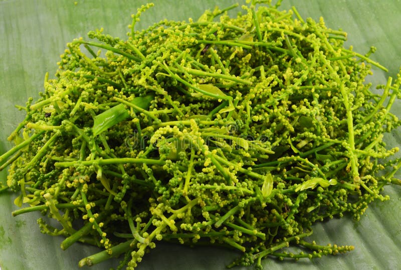 Pak-wan Tree(Melientha Suavis Pierre) Stock Image - Image of vegetables ...