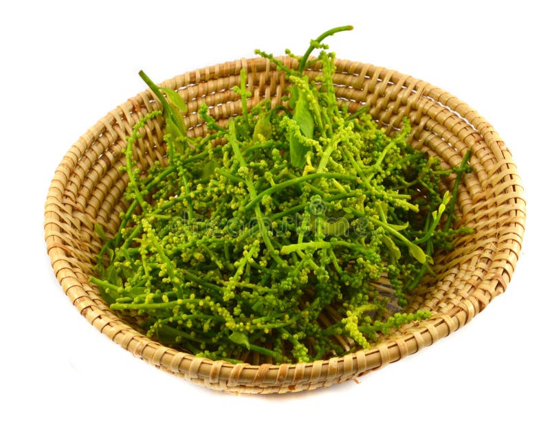 Pak-wan Tree(Melientha Suavis Pierre) Stock Image - Image of suavis ...