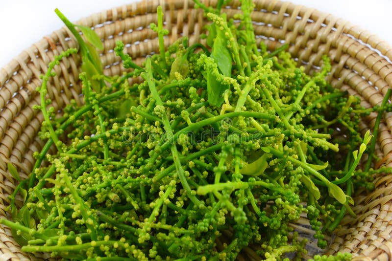 Pak-wan Tree(Melientha Suavis Pierre) Stock Photo - Image of carbo ...