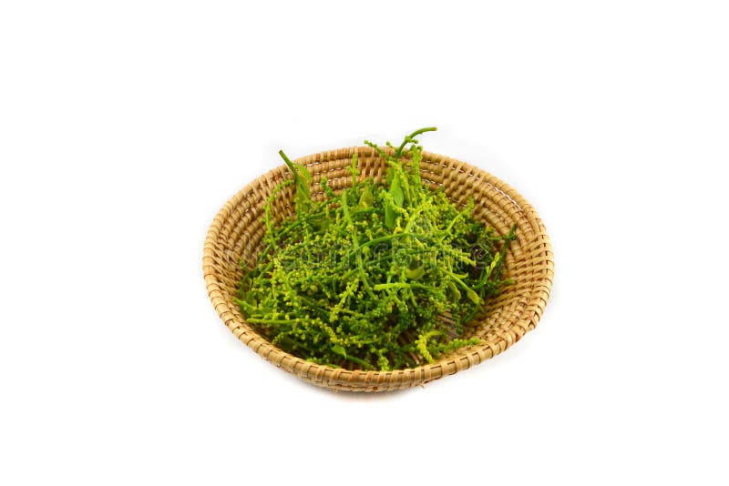 Pak-wan Tree(Melientha Suavis Pierre) Stock Image - Image of opiliaceae ...