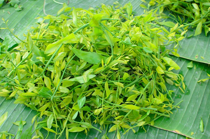 Pak-wan Tree(Melientha Suavis Pierre) Stock Image - Image of cooking ...