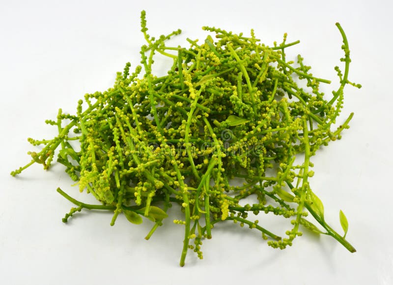 Pak-wan Tree(Melientha Suavis Pierre) Stock Image - Image of cooking ...