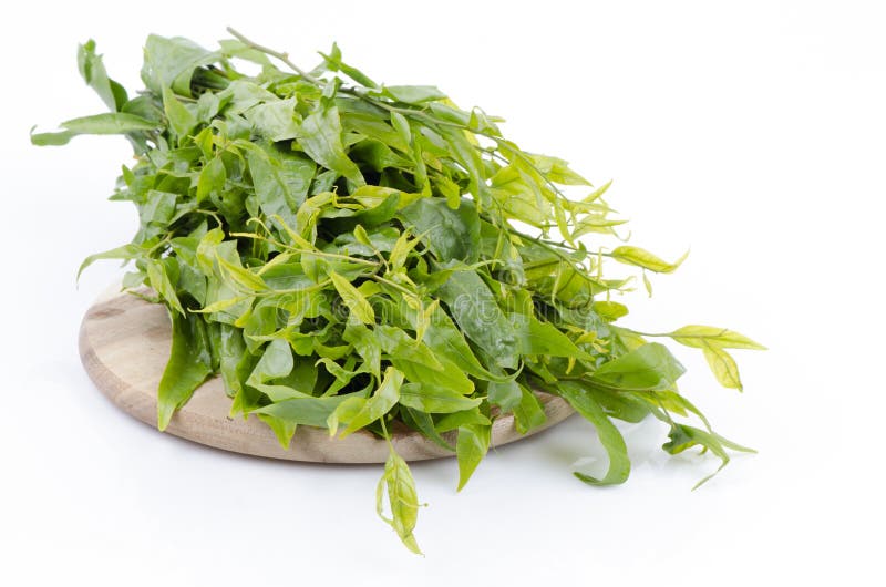 Pak-wan Tree (thai Name) (Melientha Suavis Pierre). Stock Photo - Image ...