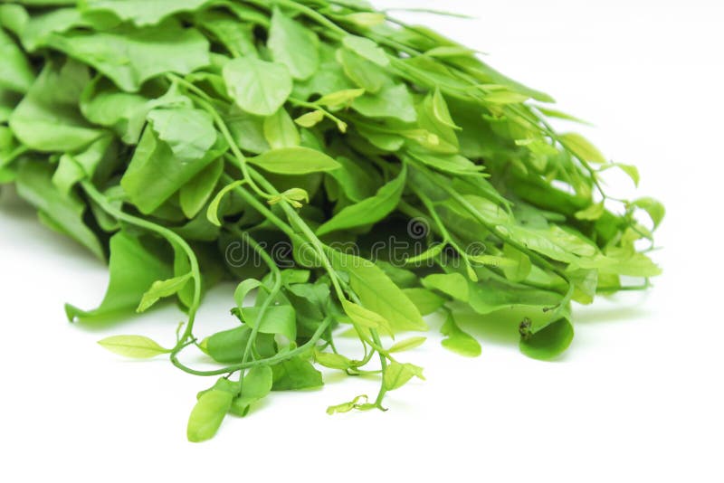 Pak-wan Tree, Thai Vegetable Stock Image - Image of farm, protein: 77176839