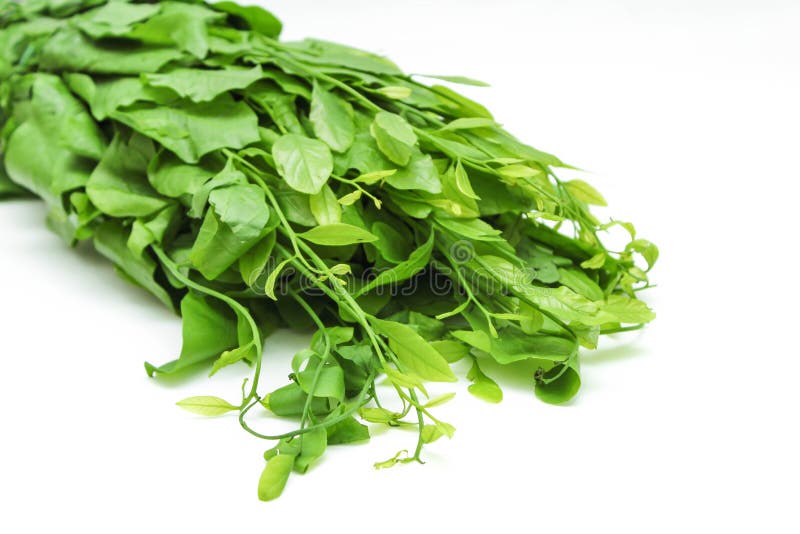 Pak-wan Tree, Thai Vegetable Stock Image - Image of green, produce ...