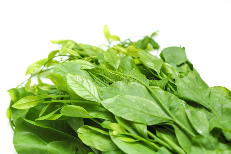 Pak-wan Tree, Thai Vegetable Stock Photo - Image of natural, harvest ...