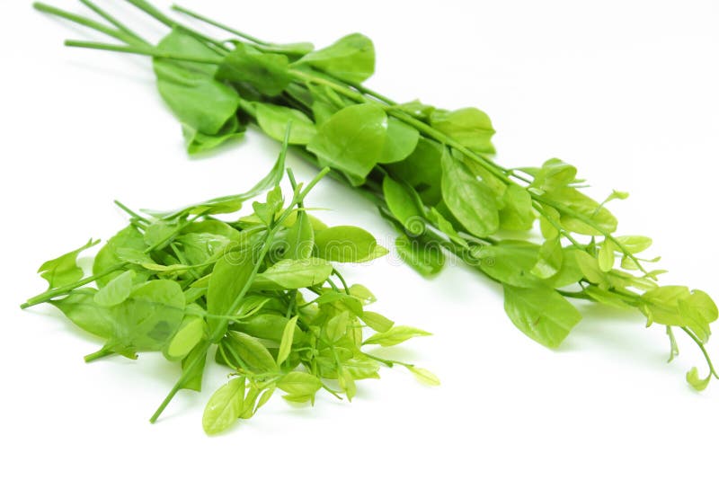 Pak-wan Tree, Thai Vegetable Stock Image - Image of leaf, gardening ...