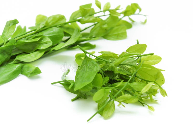 Pak-wan Tree, Thai Vegetable Stock Photo - Image of melientha, fiber ...