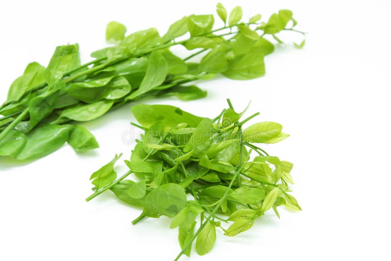 Pak-wan Tree, Thai Vegetable Stock Photo - Image of natural ...