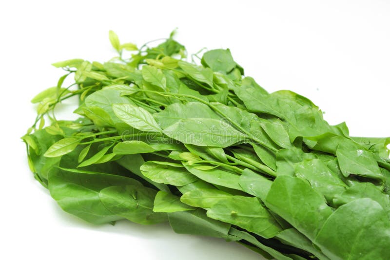 Pak-wan Tree, Thai Vegetable Stock Image - Image of farm, protein: 77176839