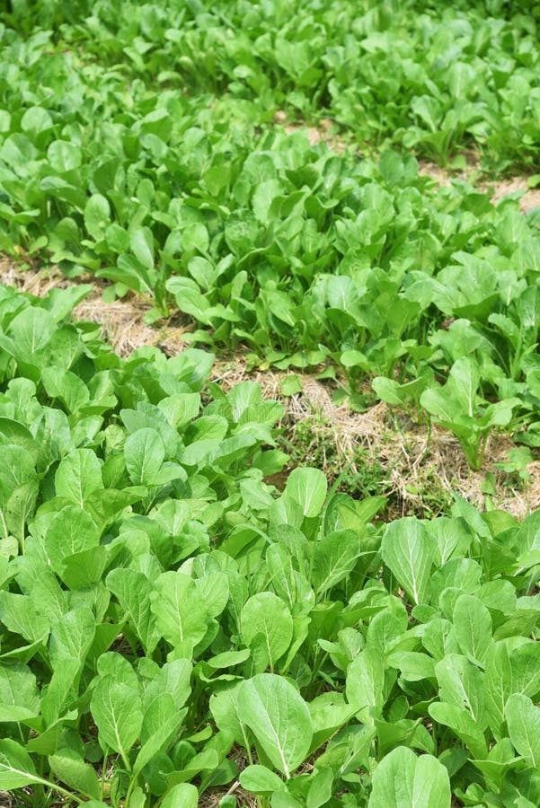 Pakcoy Vegetable Growth Fresh at the Field Stock Photo - Image of ...