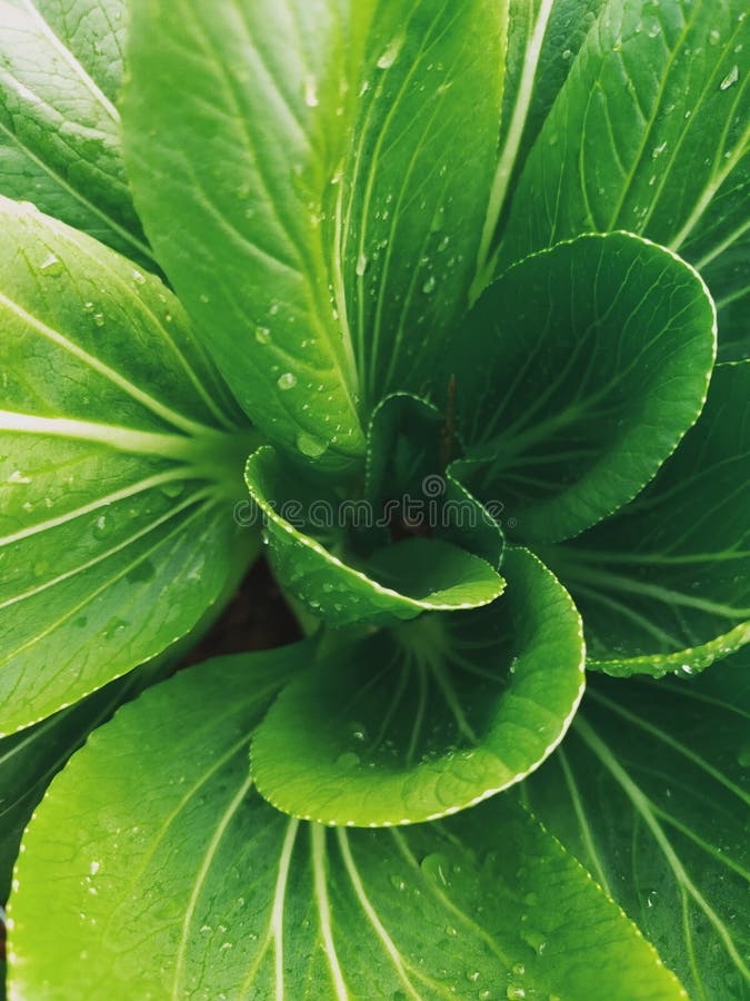 Pakcoy vegetables stock image. Image of produce, shrub - 262496729