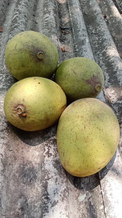 Pakel mango fruit stock image. Image of fruit, buah - 331067833