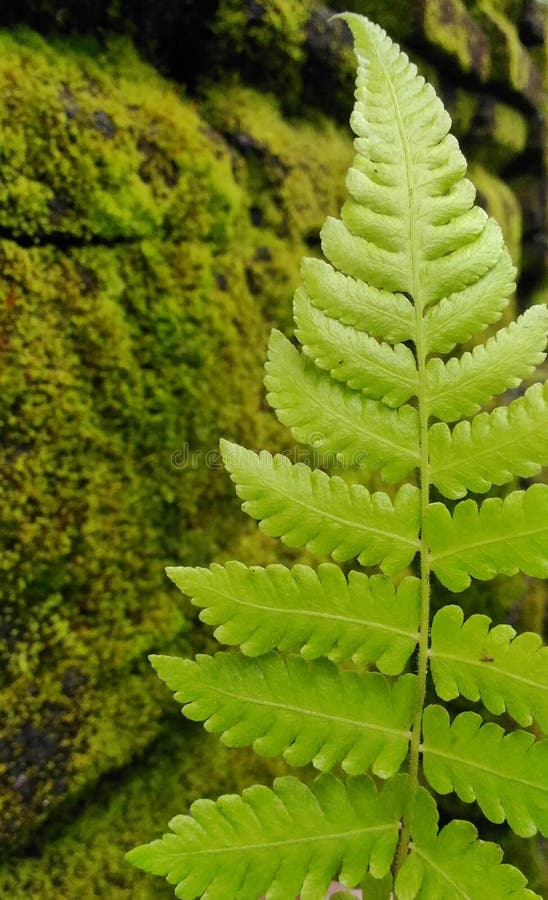 Pakis page stock image. Image of plants, wild, pakis - 86024125