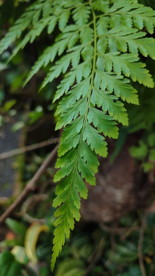 Pakisgreen Stock Photos - Free & Royalty-Free Stock Photos from Dreamstime