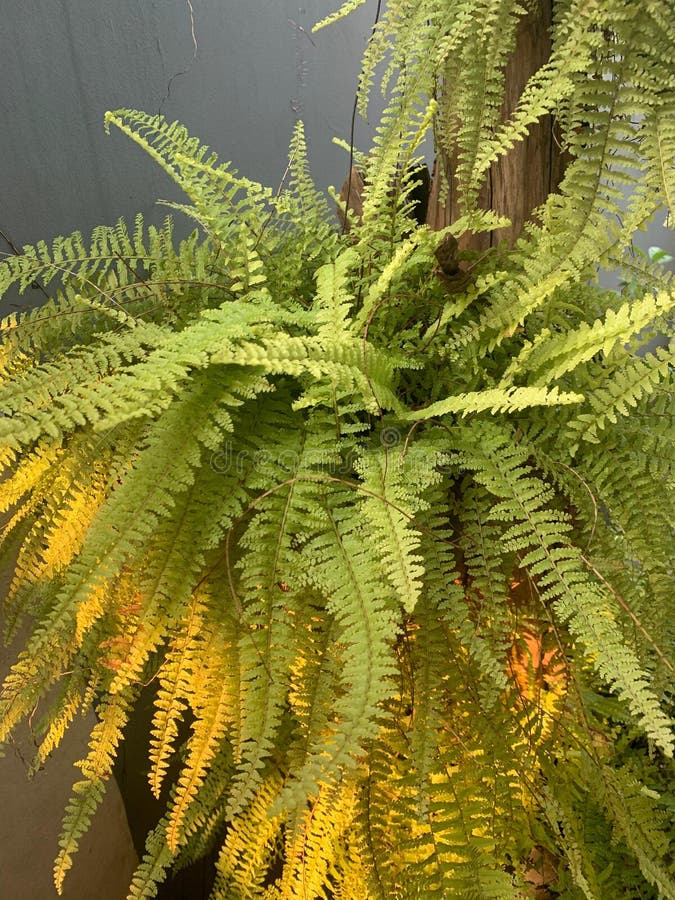 Pakis the Tropical Tree stock image. Image of garden - 330534855