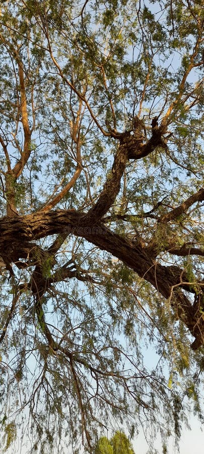 Pakistan: a Beautiful View of Spreading Tree Branches Stock Photo ...